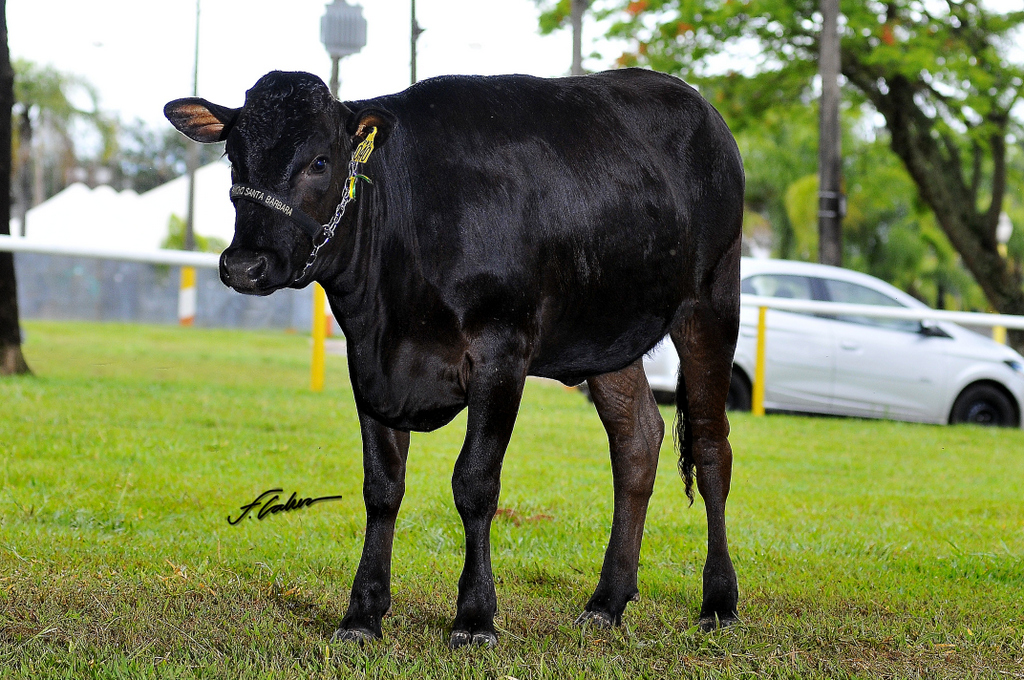 Carmen 40 - WagyuBrasil