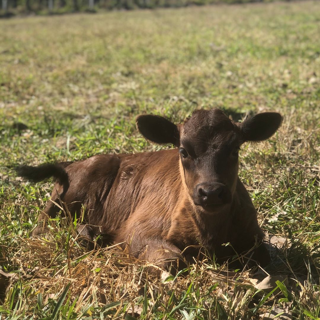 Os 5 Aspectos saudáveis do bezerro Wagyu para um ótimo começo de vida ...