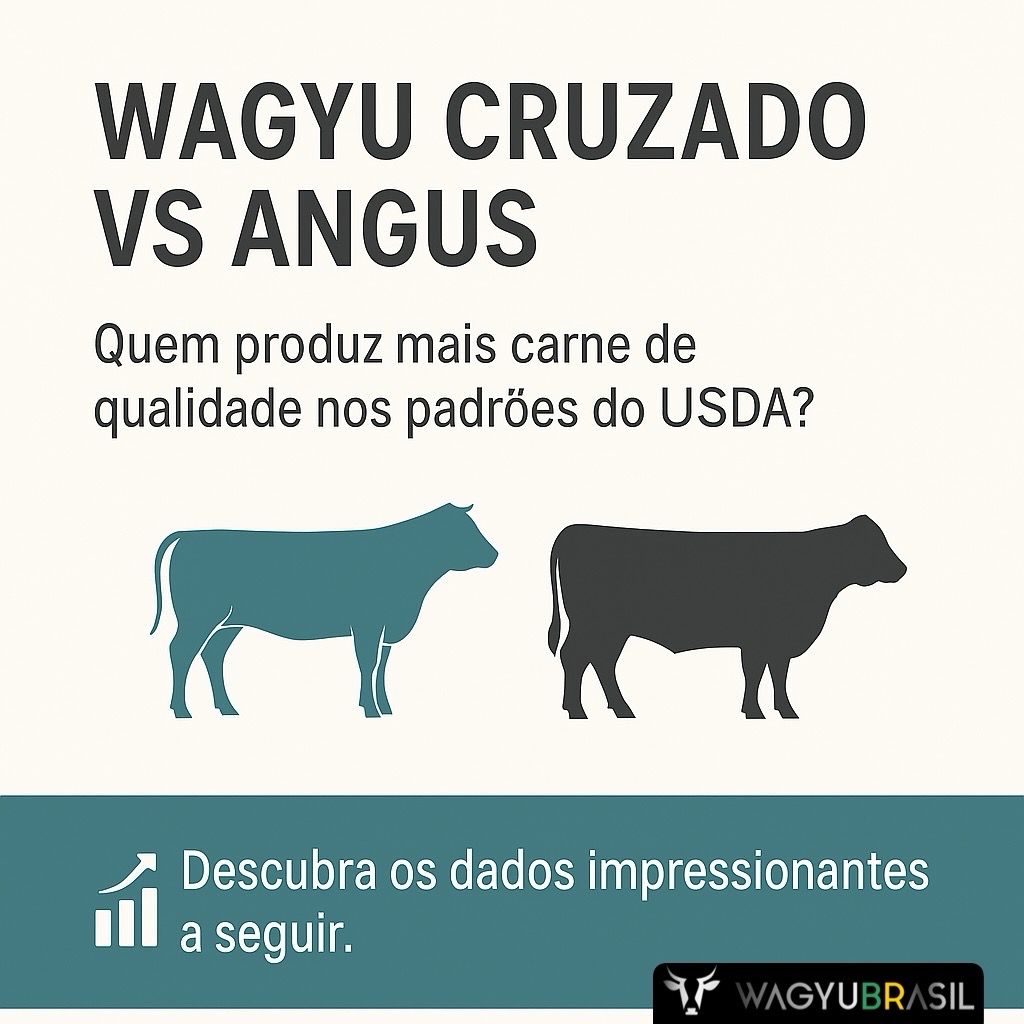 Comparativo de Desempenho: Angus vs. Wagyu Cruzado na Classificação ...